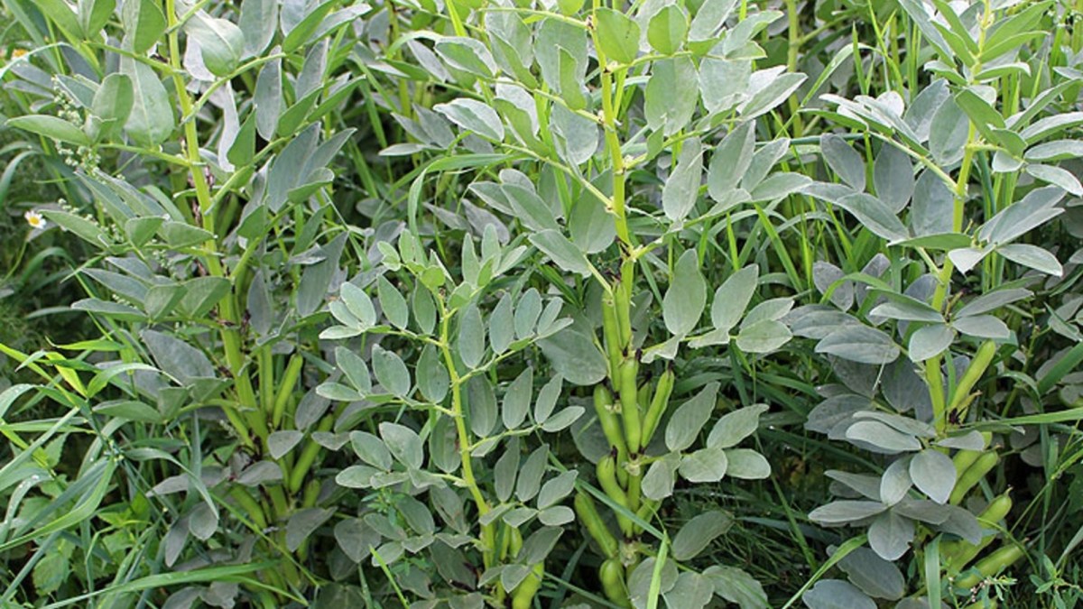 Lauka pupas - BASF Lauksaimniecības Risinājumi Latvijā