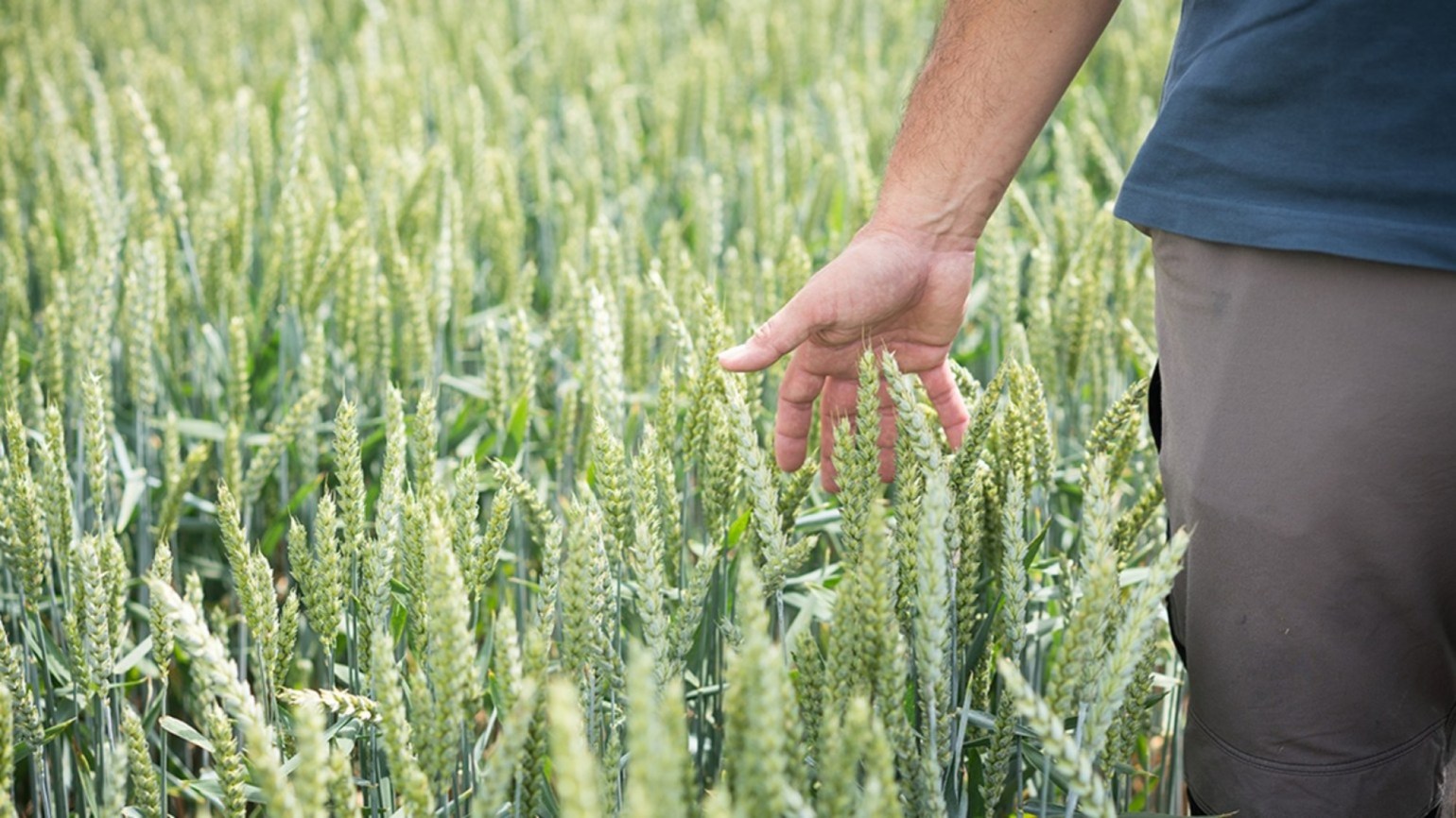Ziemas rapsis Zemgalē un Kurzemē – kam pievērst uzmanību! - BASF ...