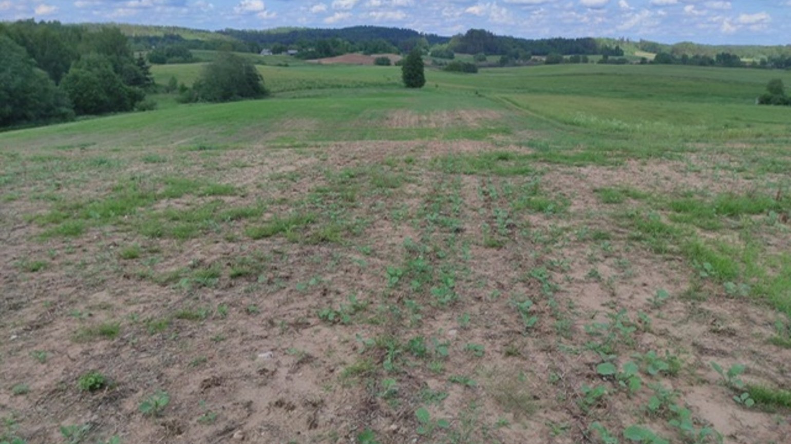 Vasaras rapsis Latgalē - BASF Lauksaimniecības Risinājumi Latvijā