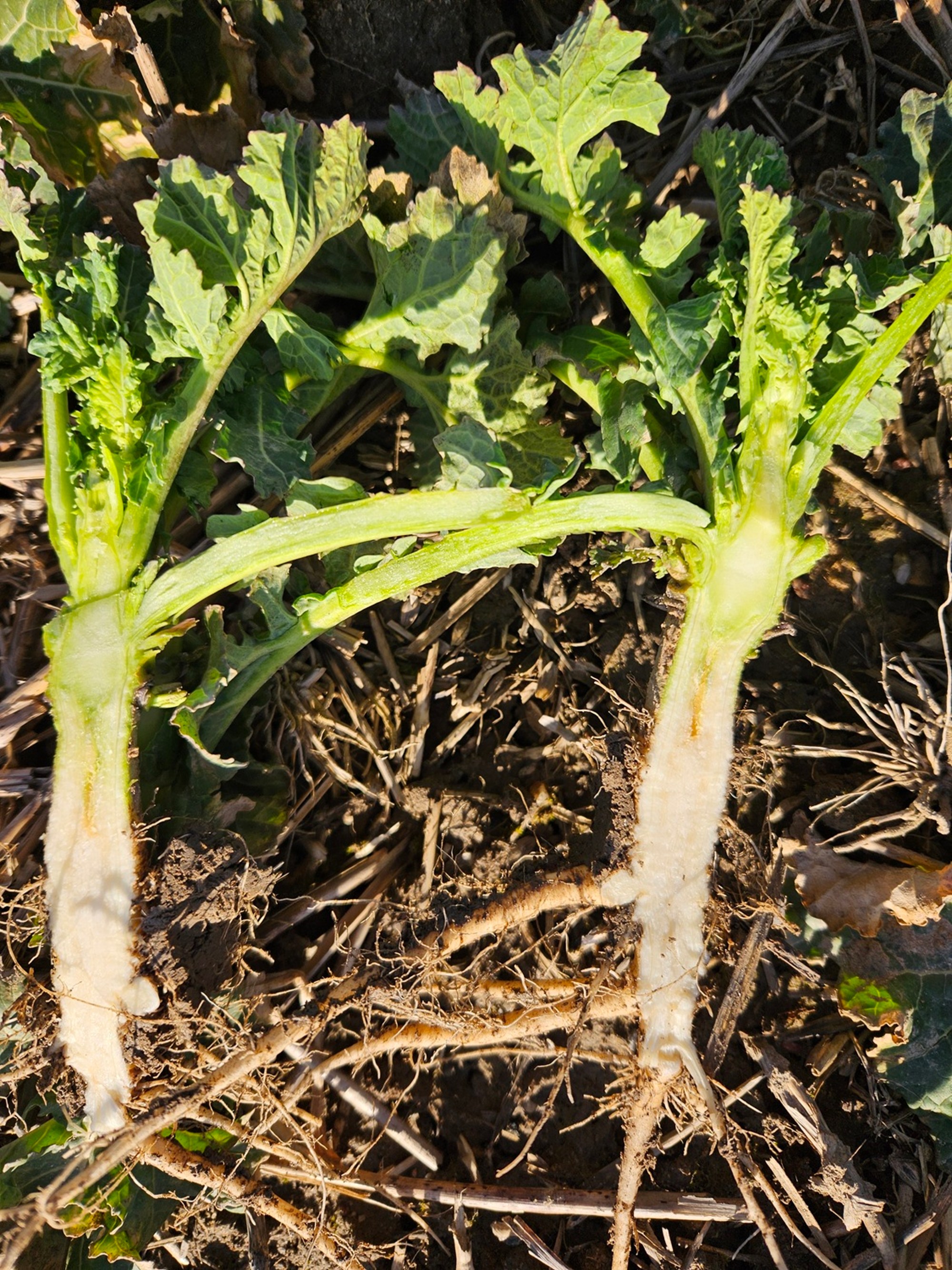 Ziemas rapsis Zemgalē un Kurzemē – kam pievērst uzmanību! - BASF ...