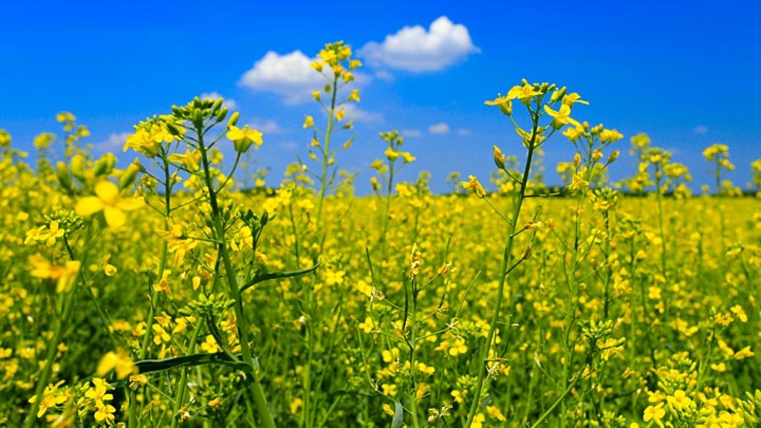Vasaras rapši - BASF Lauksaimniecības Risinājumi Latvijā