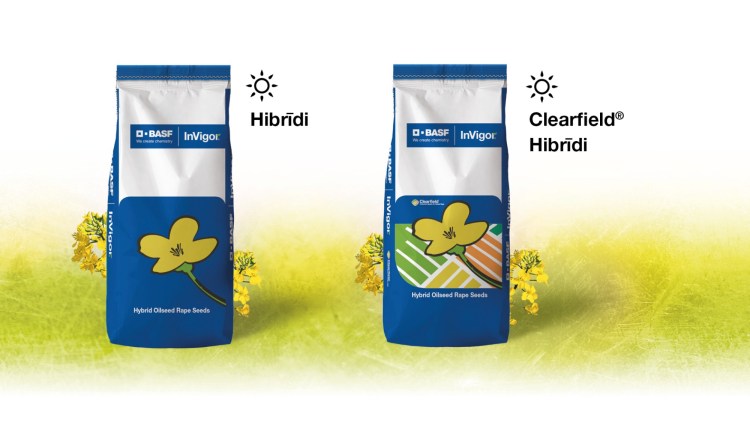 Rapša sēklas InVigor