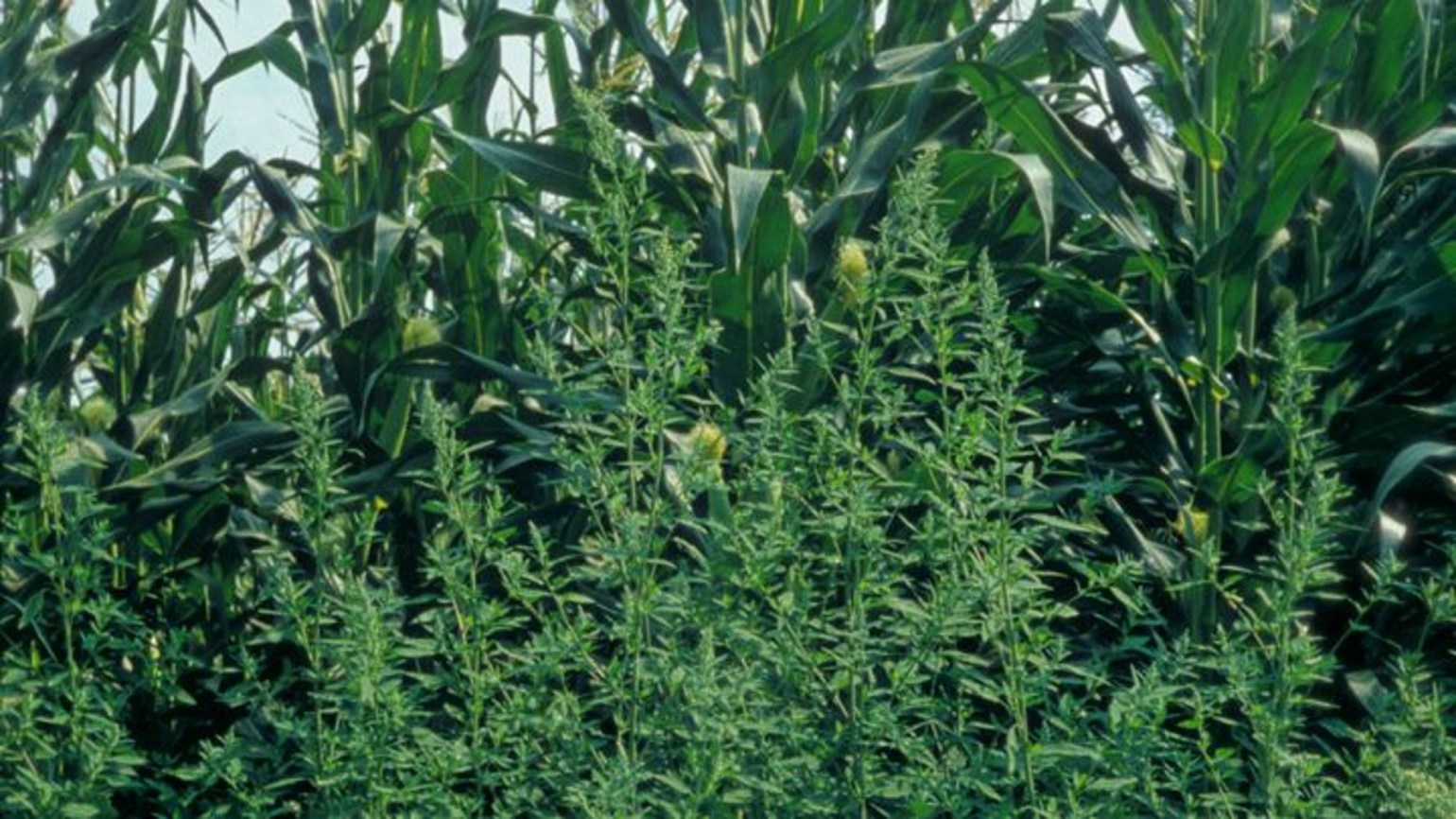 Baltā balanda - BASF Lauksaimniecības Risinājumi Latvijā