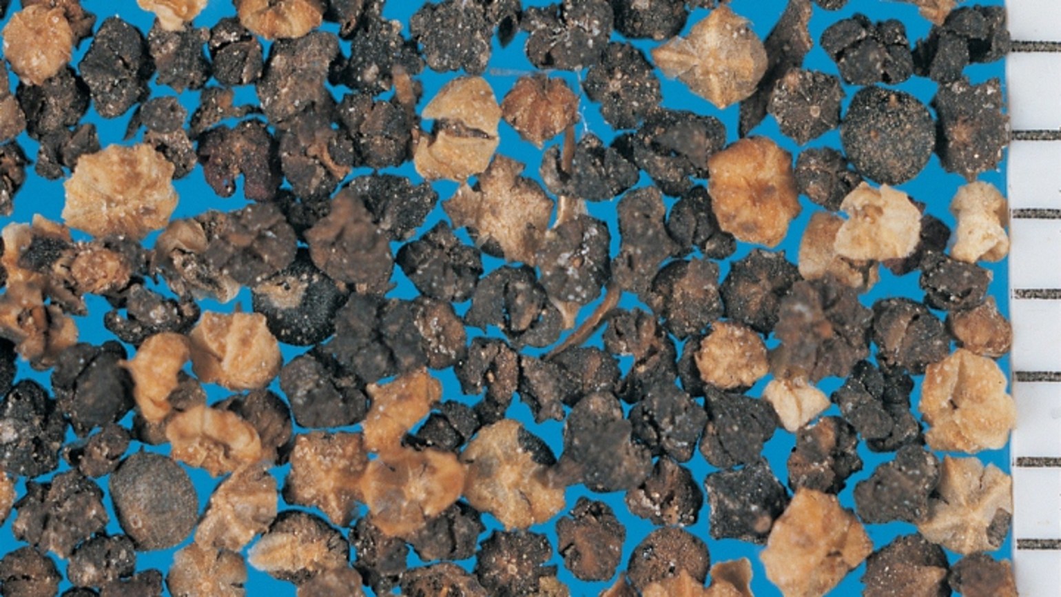 Baltā balanda - BASF Lauksaimniecības Risinājumi Latvijā