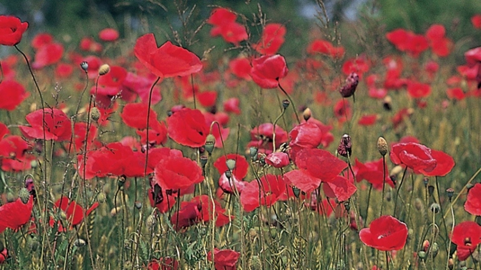 Zīda magone - BASF Lauksaimniecības Risinājumi Latvijā