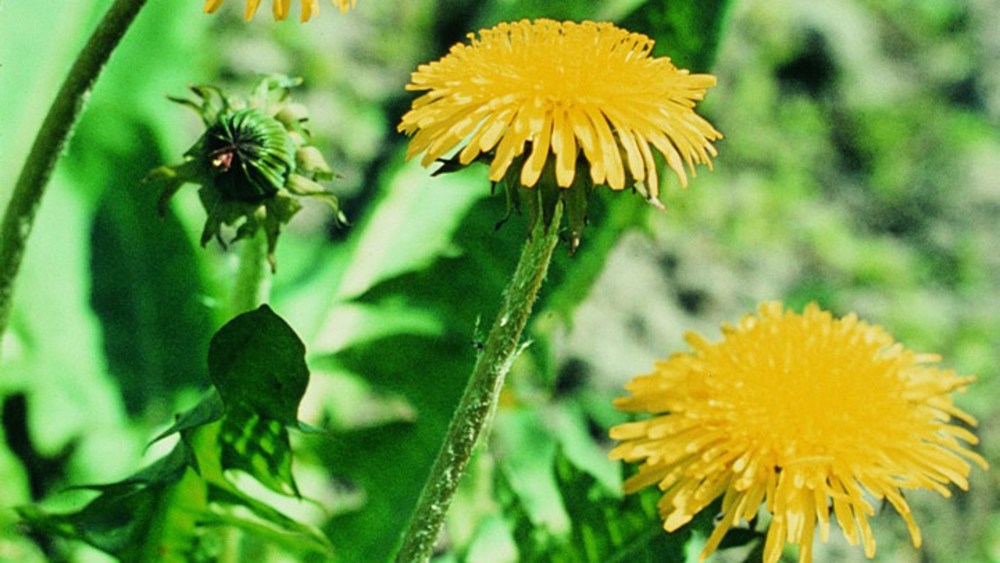 Ārstniecības pienene - BASF Lauksaimniecības Risinājumi Latvijā